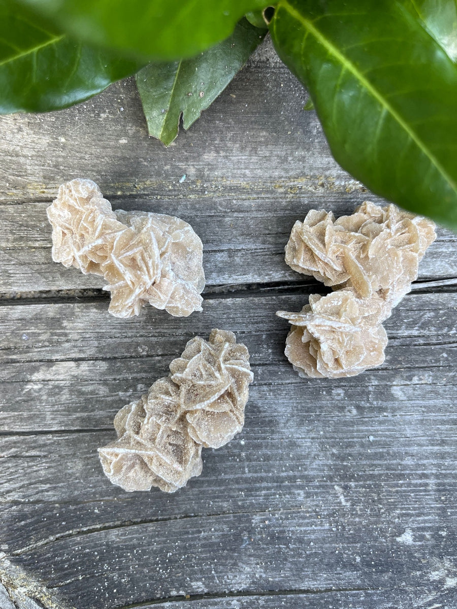 Sandrose I Stein-Insel