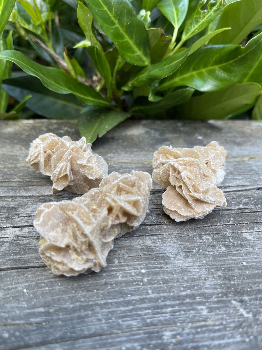 Sandrose I Stein-Insel